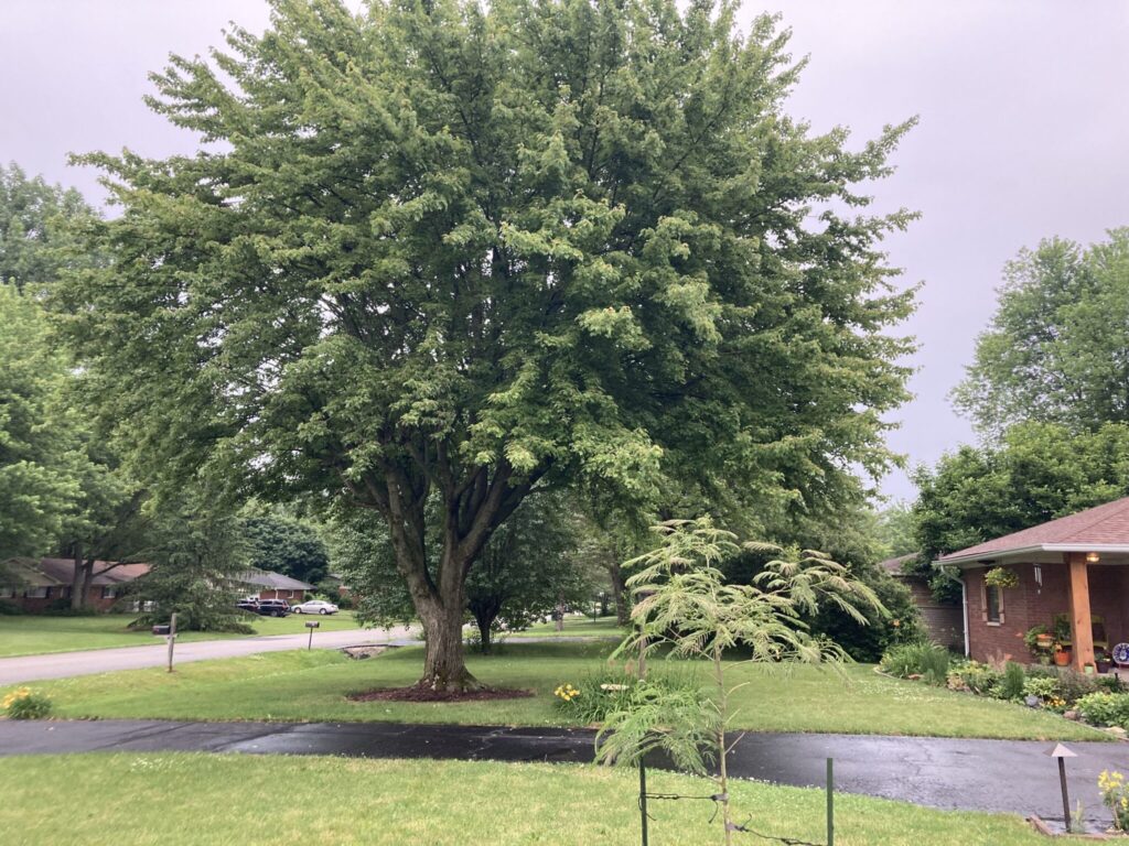 Kretzschmaria Basal Canker: Fast Path to Tree Failure