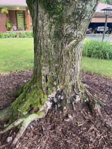 Kretzschmaria Basal Canker: Fast Path to Tree Failure