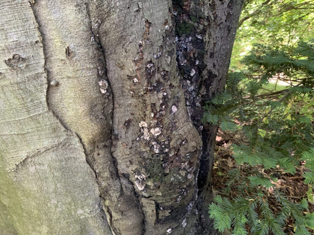 Kretzschmaria Basal Canker: Fast Path to Tree Failure