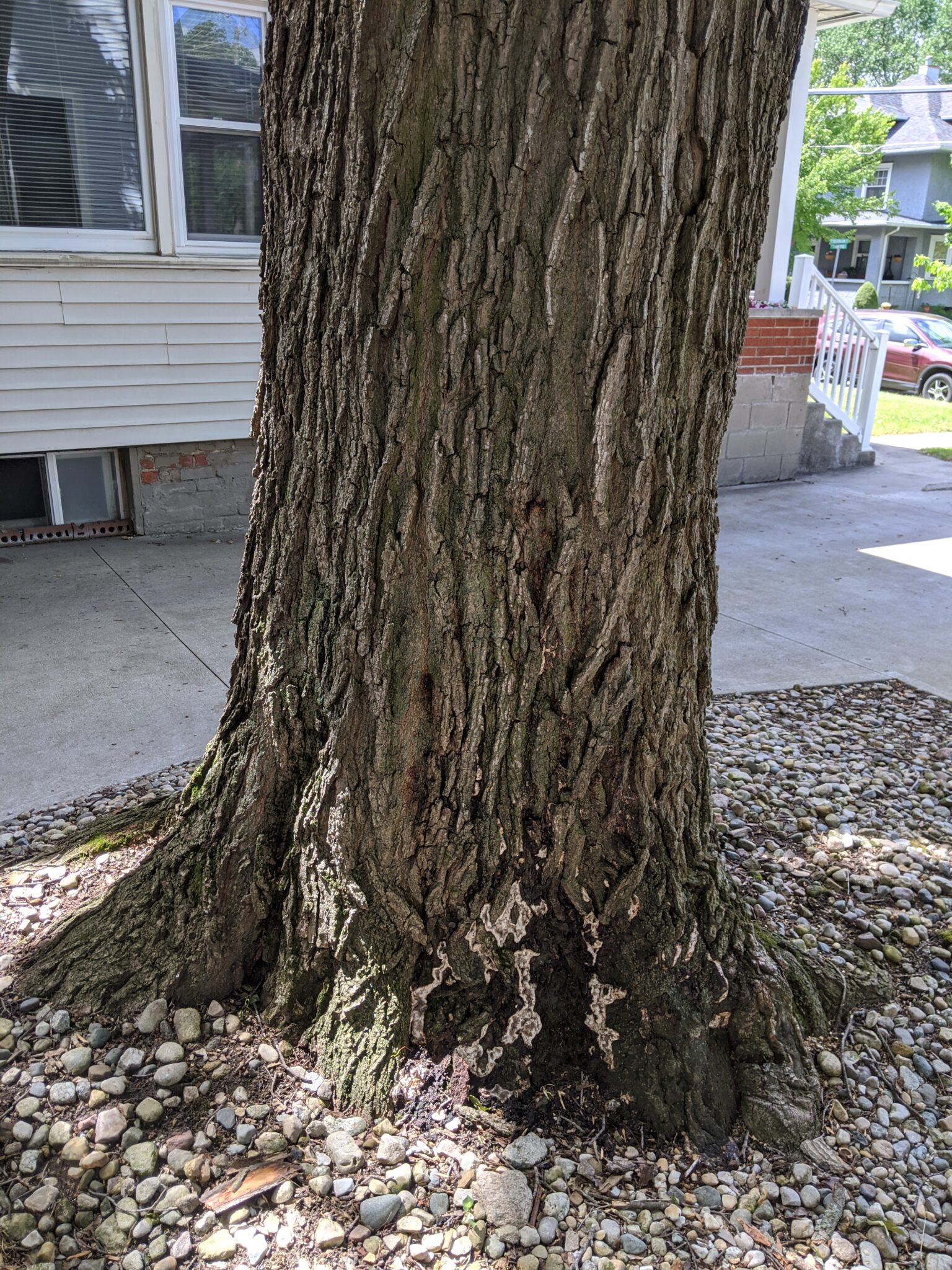 Kretzschmaria Basal Canker: Fast Path to Tree Failure