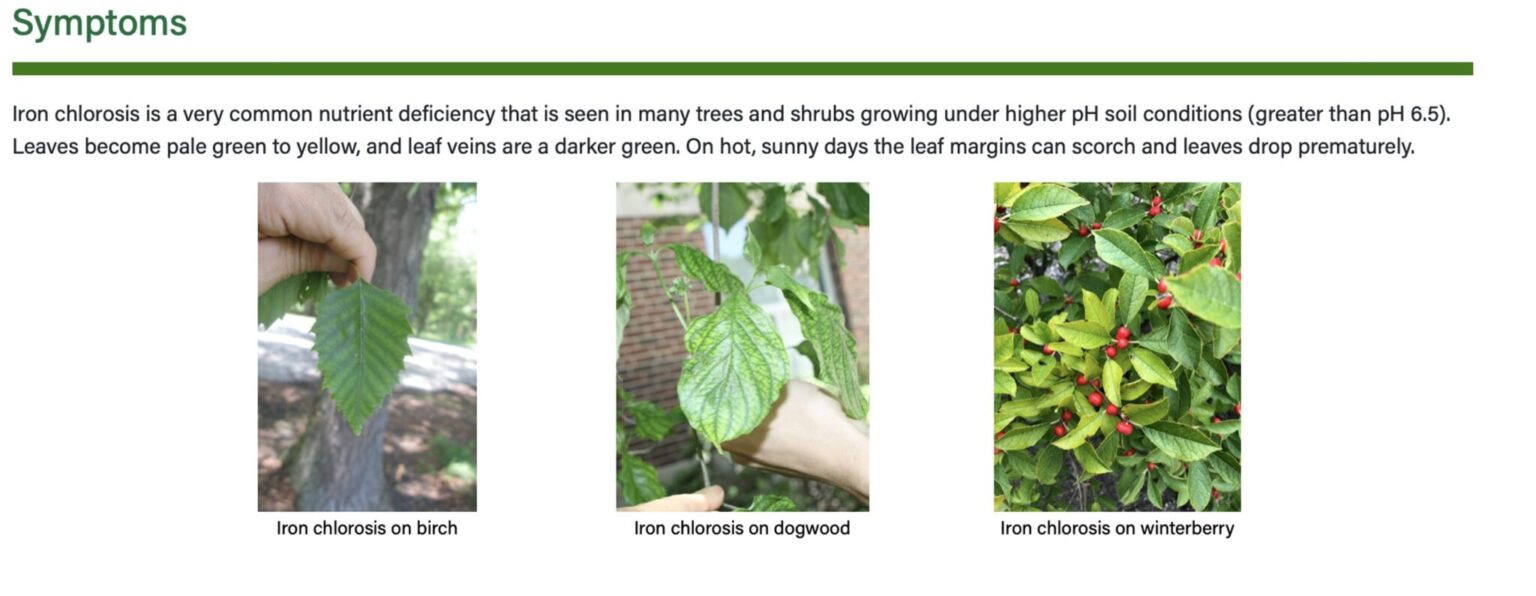 Plant Problems? There’s a mobile-friendly website for that! - Purdue ...