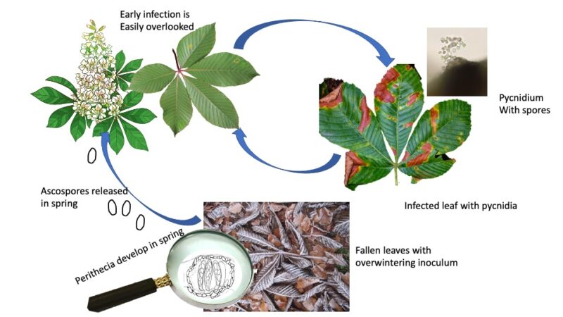 Guignardia Leaf Blotch