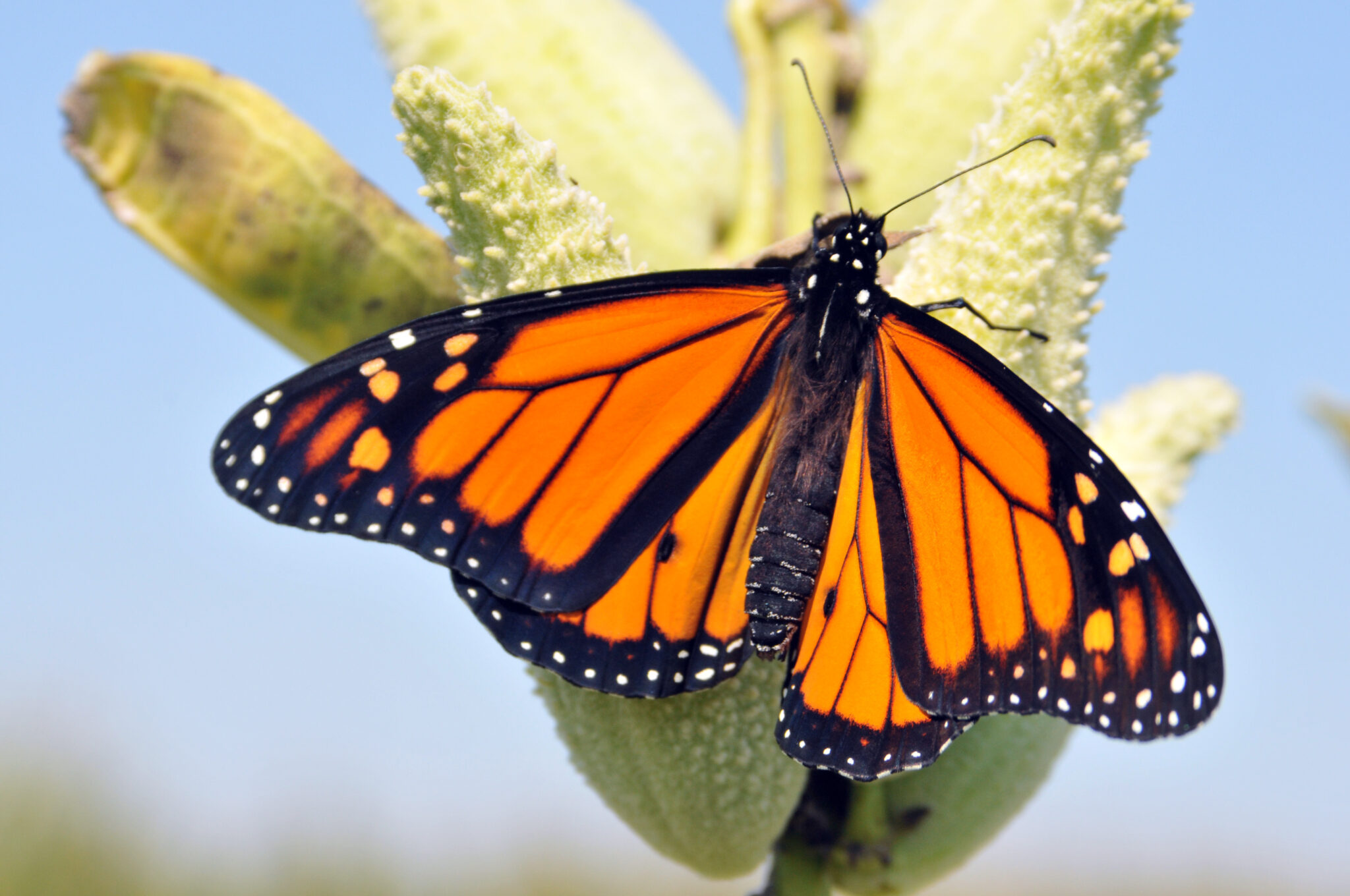 Where Have All the Monarch Butterflies Gone?