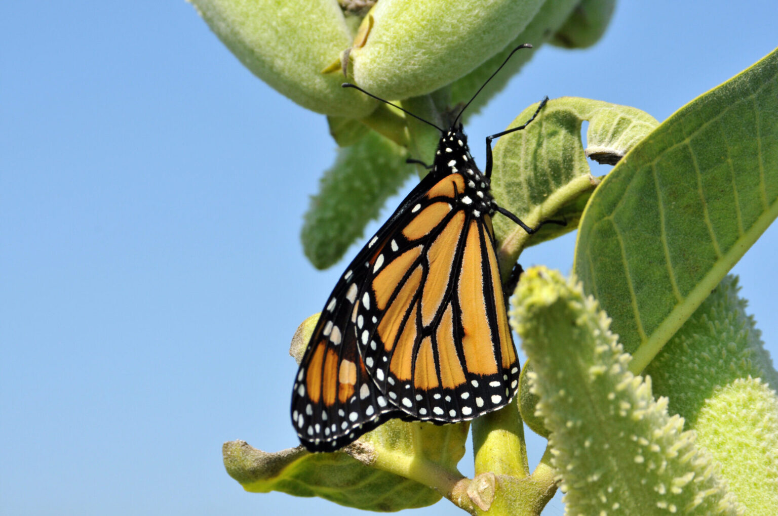 Where Have All the Monarch Butterflies Gone?