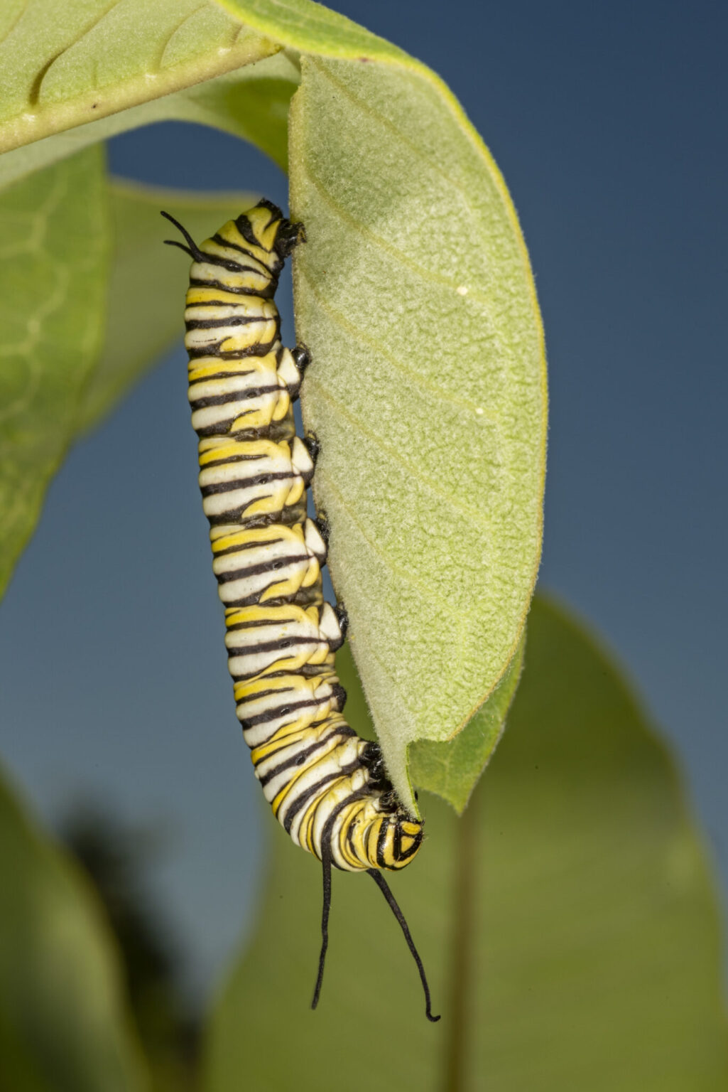 Where Have All the Monarch Butterflies Gone?