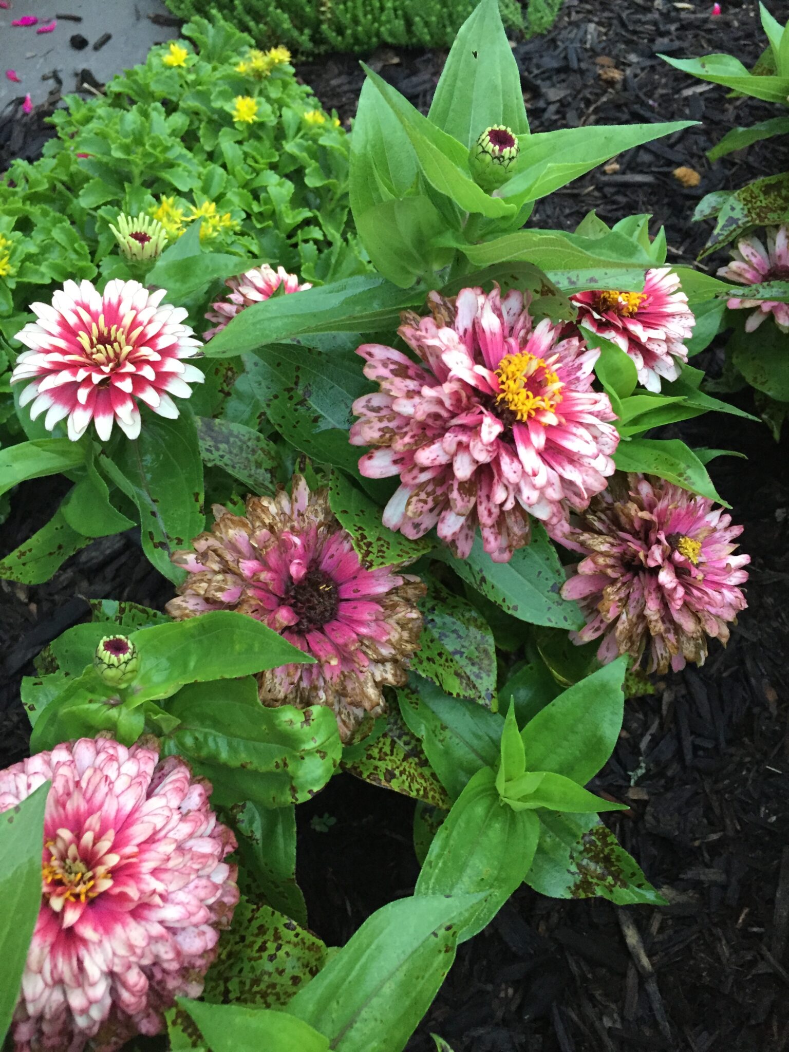 Zinnia Plant Leaves