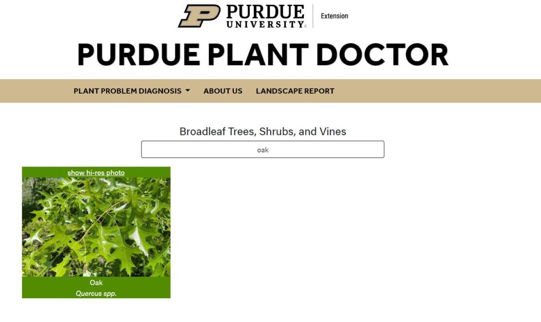 Short YouTube Videos Help English and Spanish Speakers Improve Plant Health and Client ...