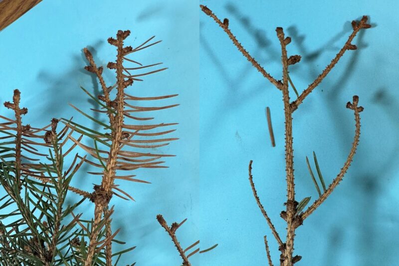 Early Season Samples: Spruce Needle Loss and Boxwood Leaf Spots