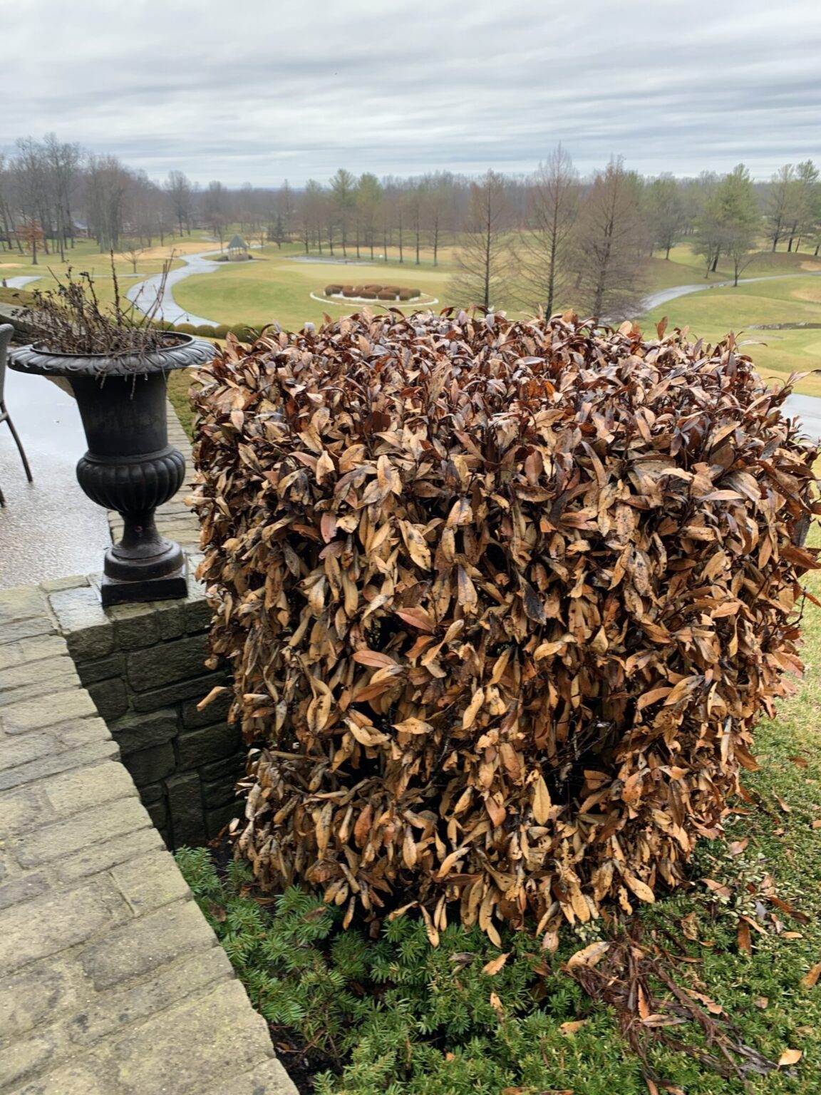 Cold Injury During a Very Mild Winter?