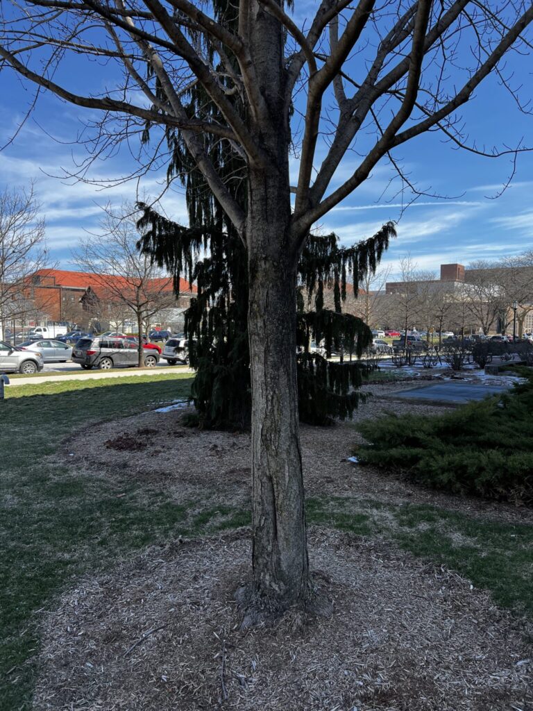 Southwest Damage, Scalding, or Frost Cracking