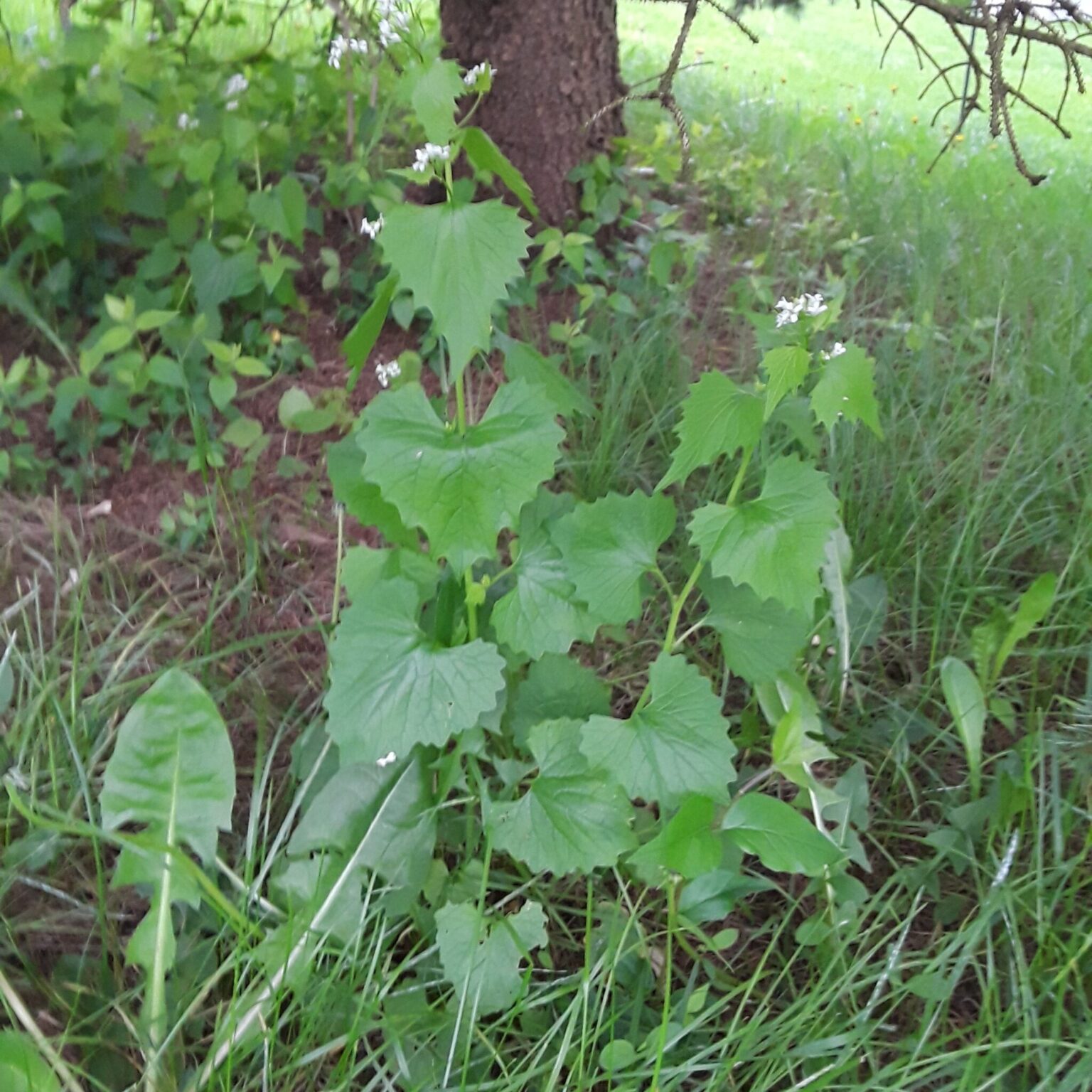 Garlic Mustard Diagram at Owen Griver blog