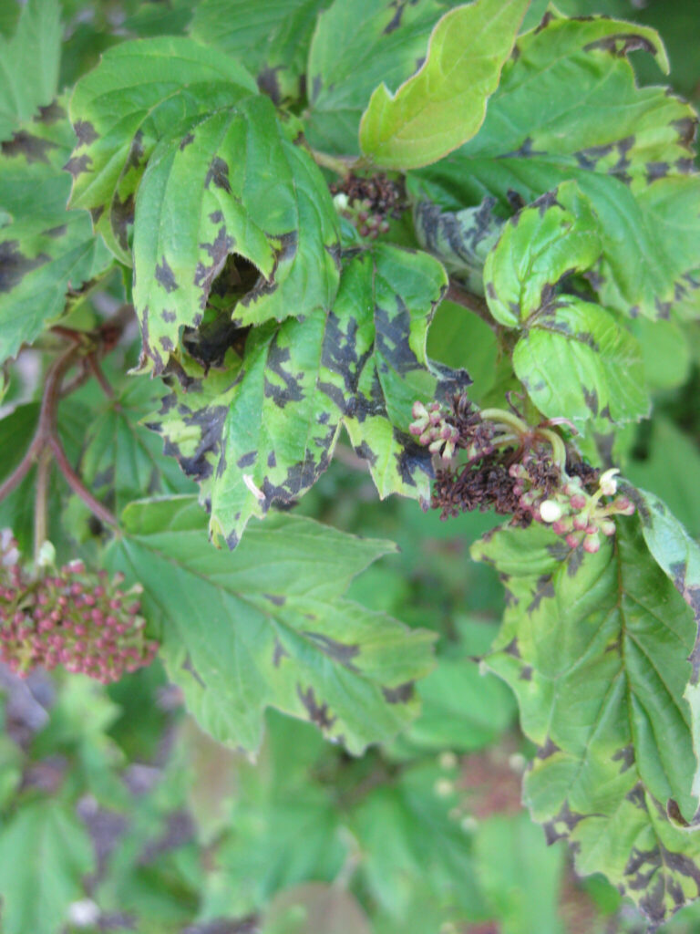 Pseudomonas syringae pv. syringae on lilac and other woody ornamentals.