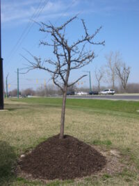 Re-mulch Your Trees