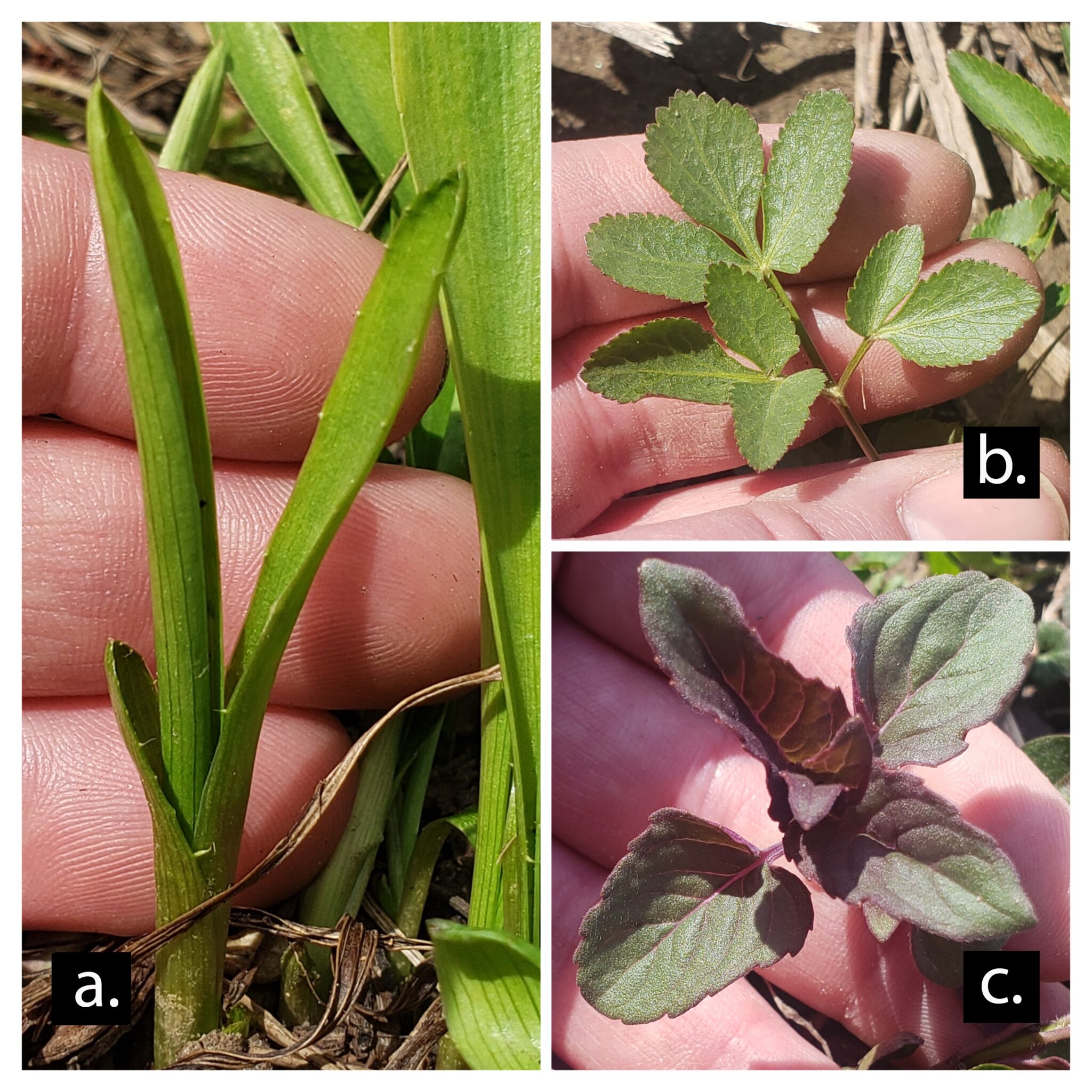 To Weed or Not to Weed? The Perennial Garden: Early Season Plant ...