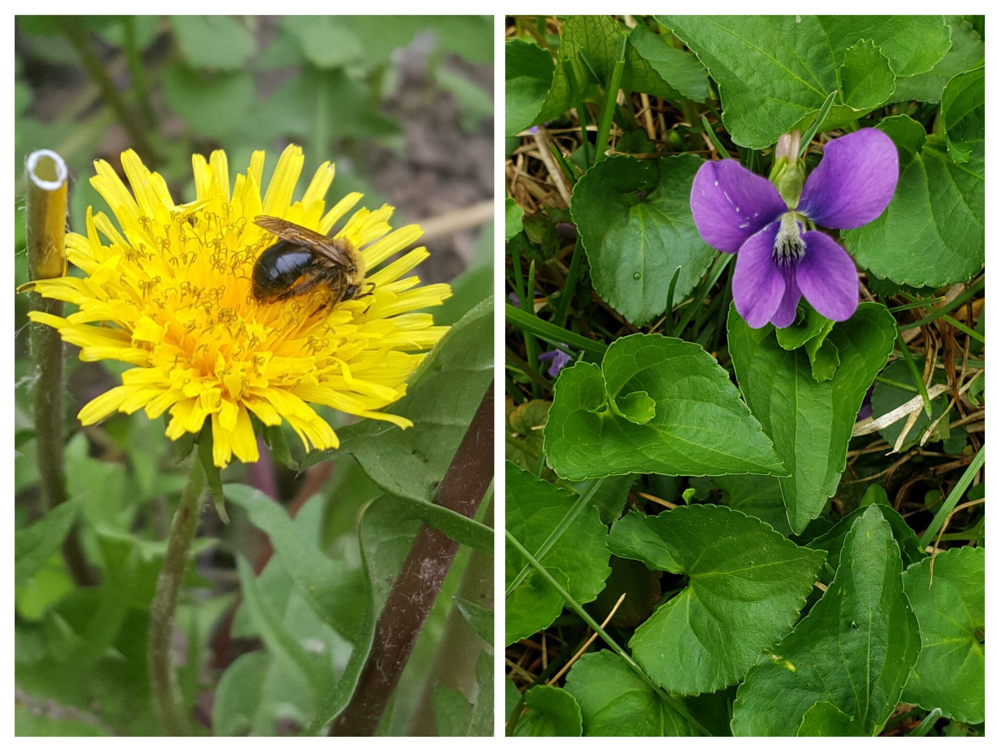 To Weed or Not to Weed? The Perennial Garden: Early Season Plant ...