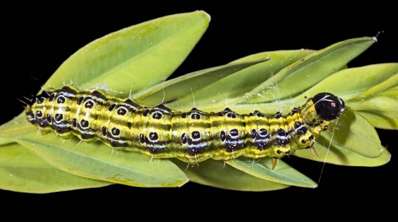 Box tree moth on Indiana’s doorstep