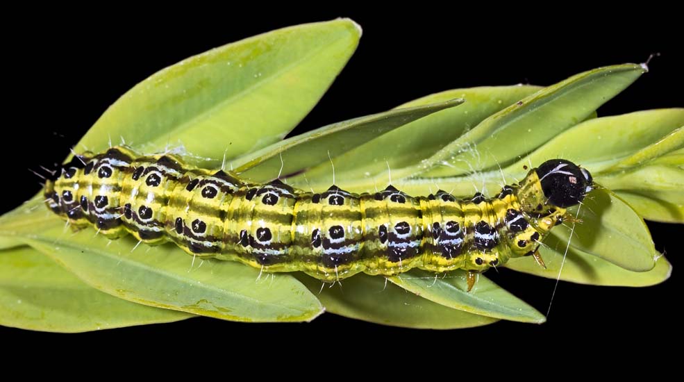 Box tree moth on Indiana’s doorstep