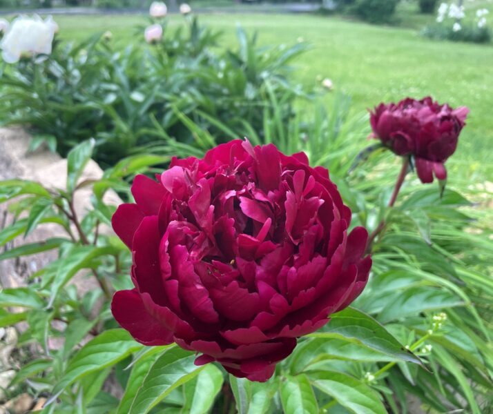 The Famed Garden Peony