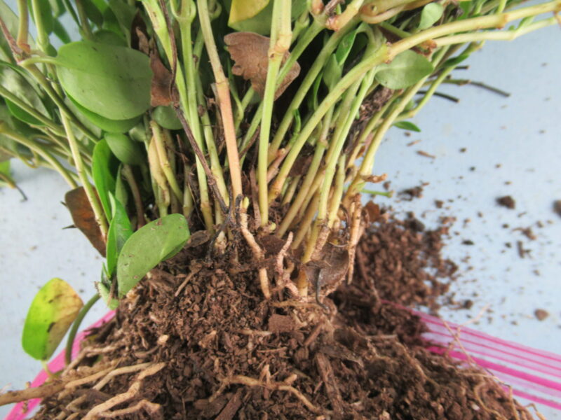 Phoma stem blight of Vinca