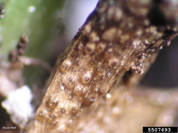 Phoma stem blight of Vinca