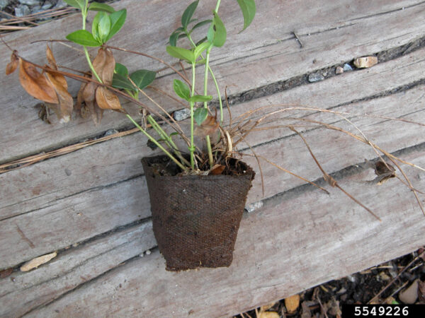 Phoma stem blight of Vinca