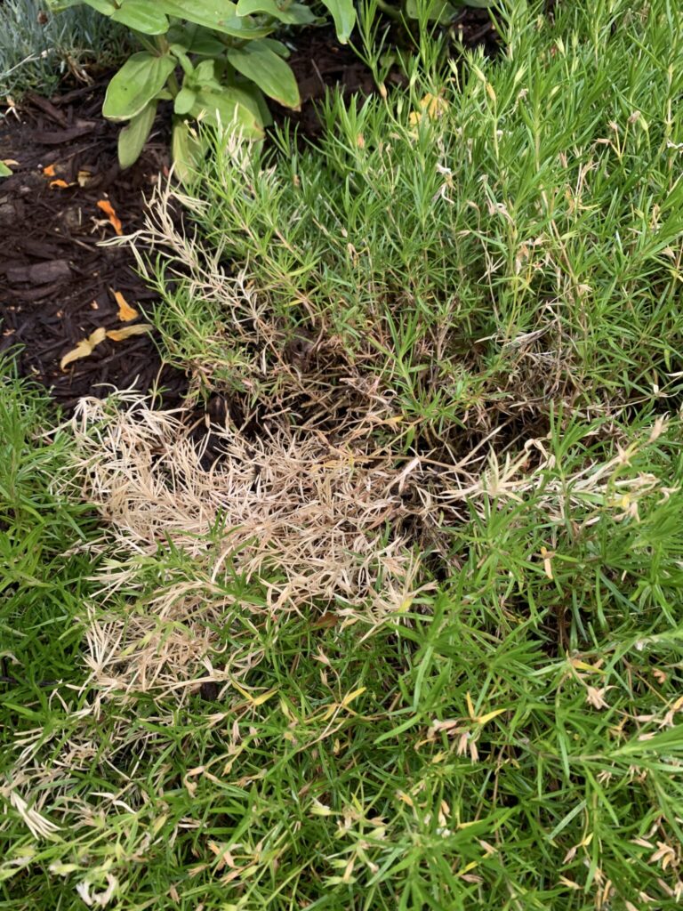 Anthracnose on Creeping Phlox