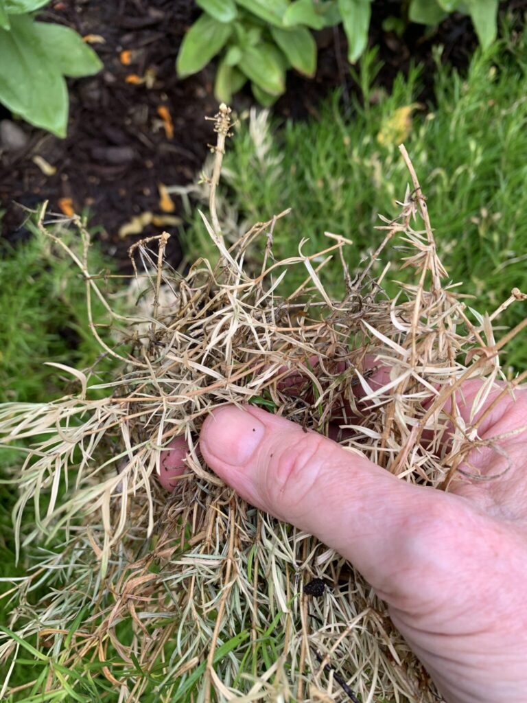 Anthracnose on Creeping Phlox