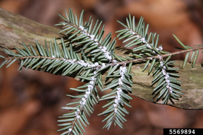Hemlock Woolly Adelgid: Distribution update