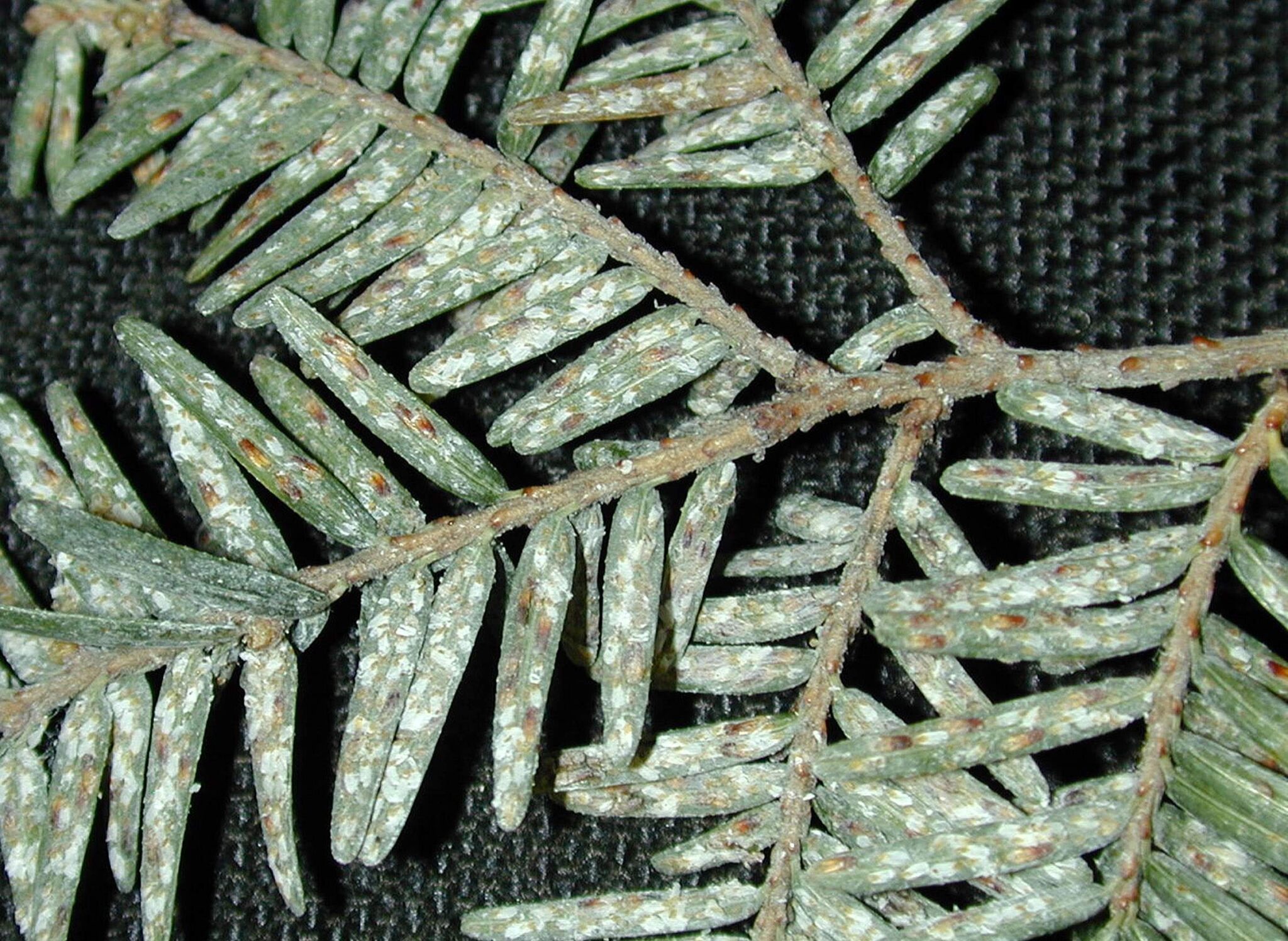 Hemlock Woolly Adelgid: Distribution update