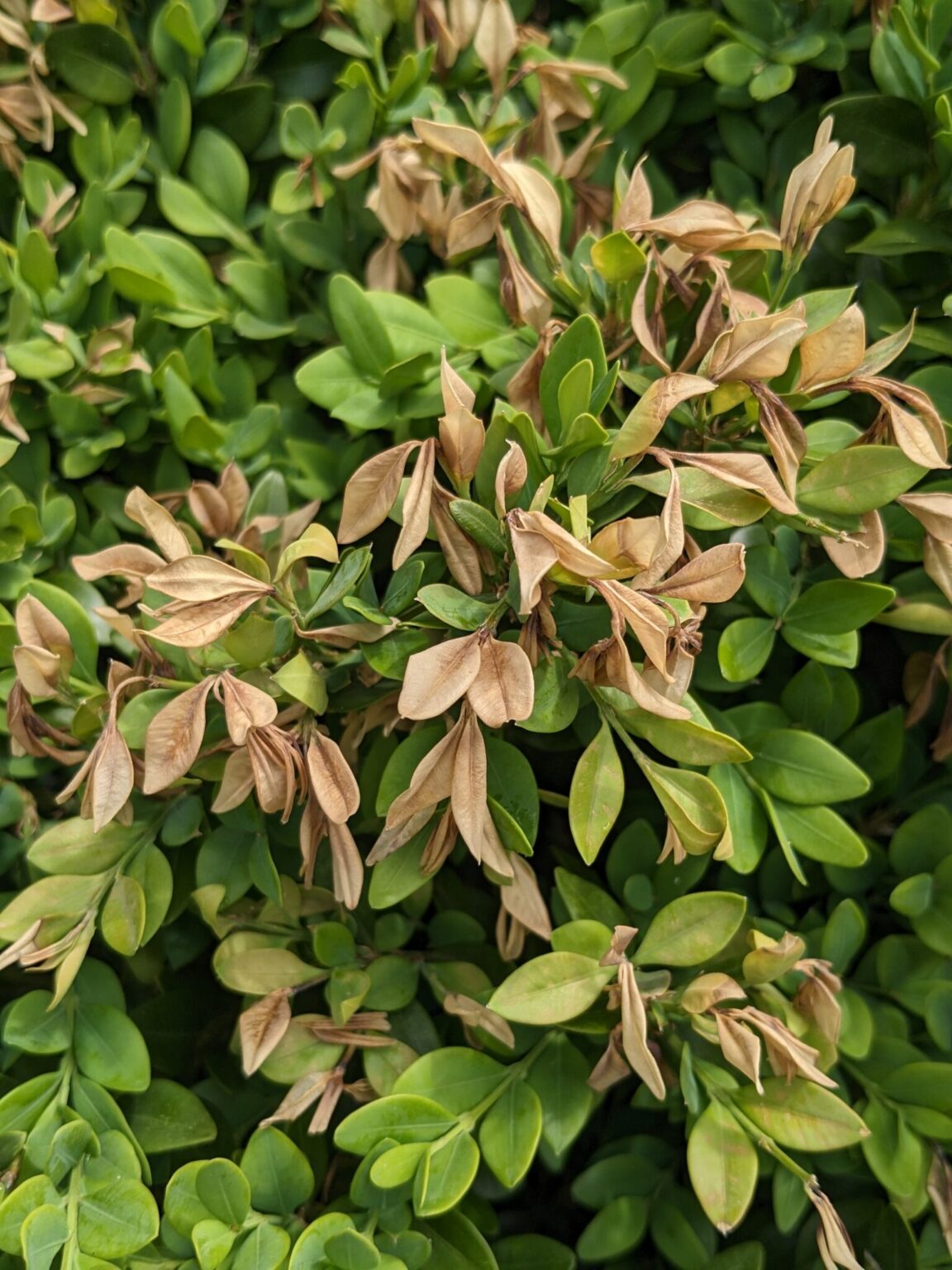 Boxwood Browning, Blights, and Cankers – 2023 Update