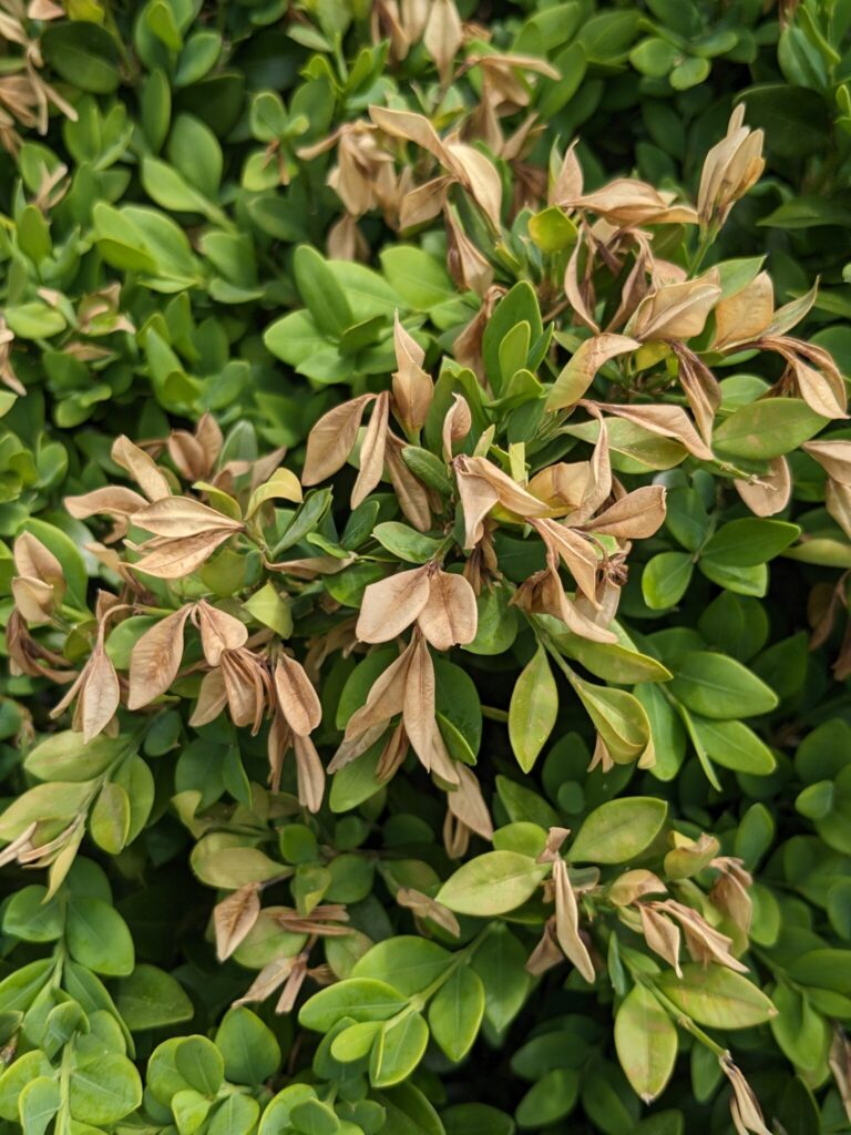 Boxwood Browning, Blights, and Cankers – 2023 Update