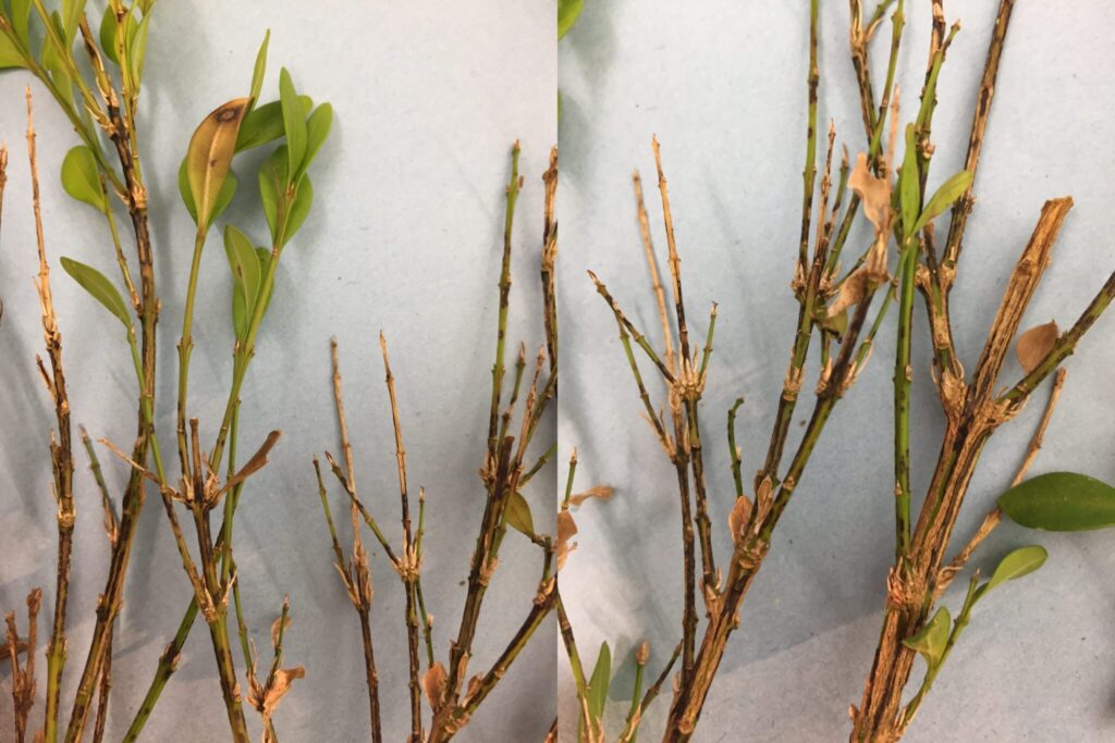 Boxwood Browning, Blights, and Cankers – 2023 Update