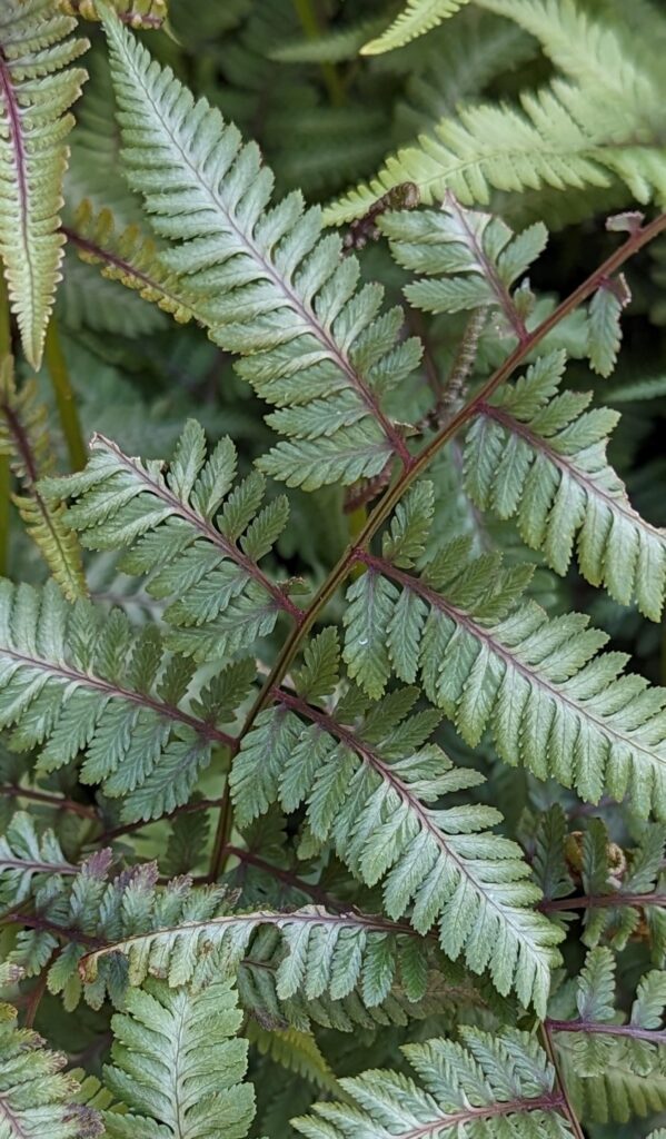 Plant Picks: Japanese Painted Fern (Athyrium niponicum var. pictum)