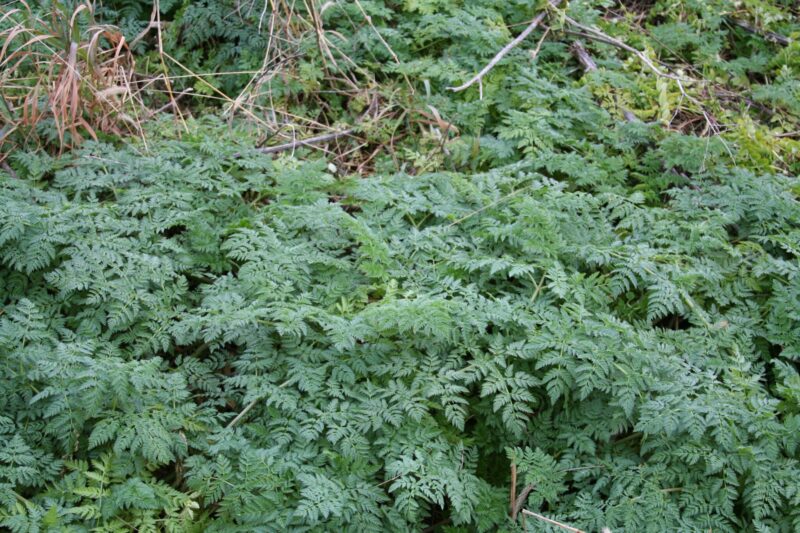 Recognizing and Managing Poison Hemlock