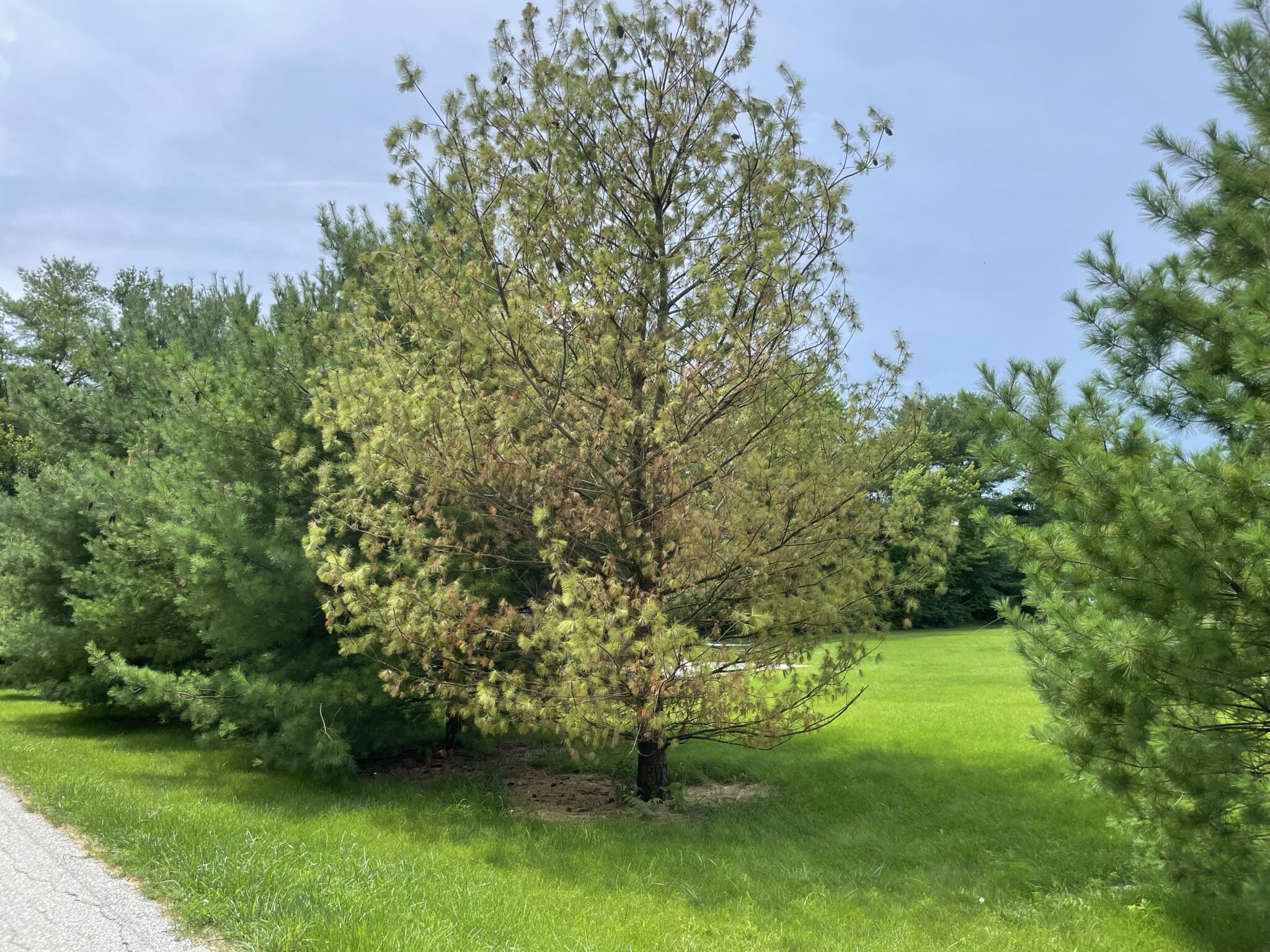 Beat Back Borers Attacking Pines and other Cone Bearing Trees