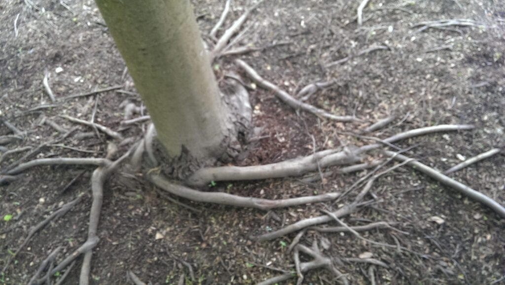 Another Case of Mortality from Planting Trees Too Deep