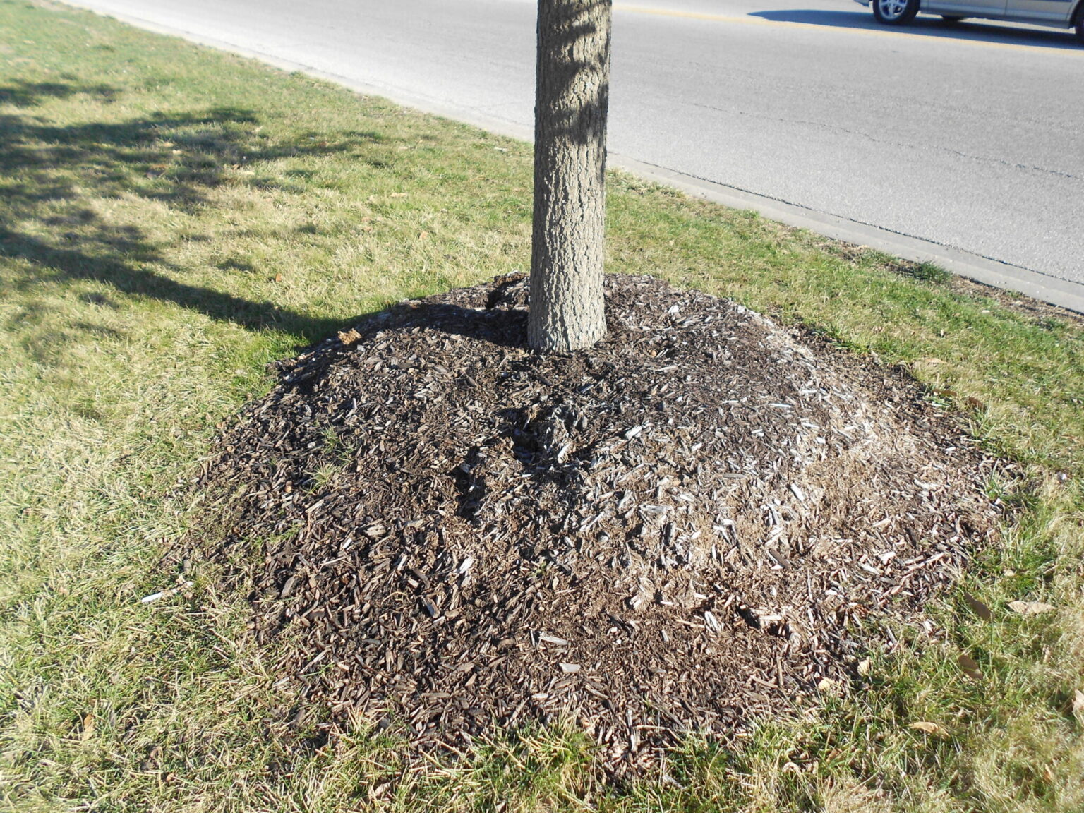 Another Case of Mortality from Planting Trees Too Deep