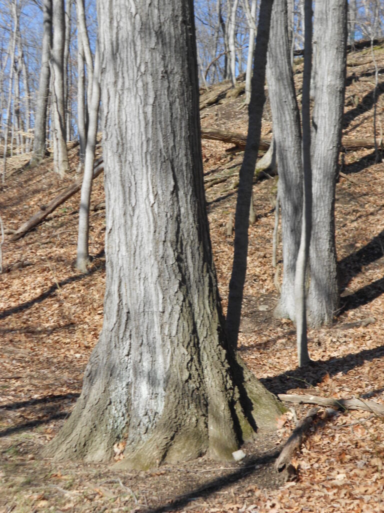 Another Case of Mortality from Planting Trees Too Deep