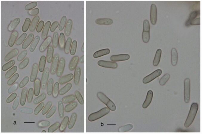 Blasted Clematis Blight