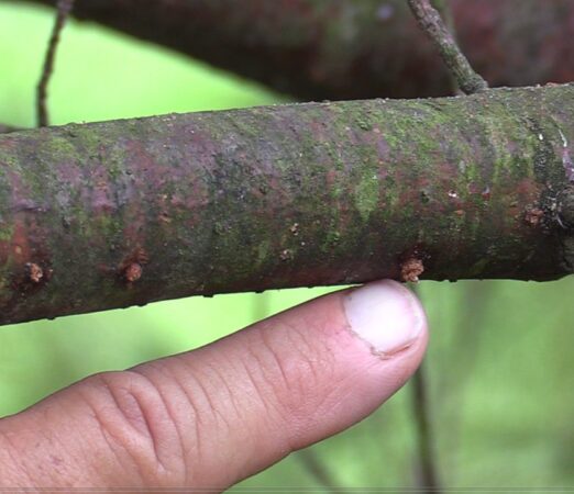 Beat Back Borers Attacking Pines and other Cone Bearing Trees