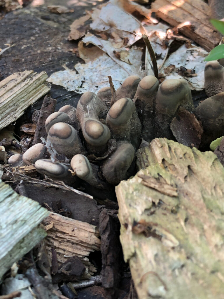 Dead Man’s Fingers