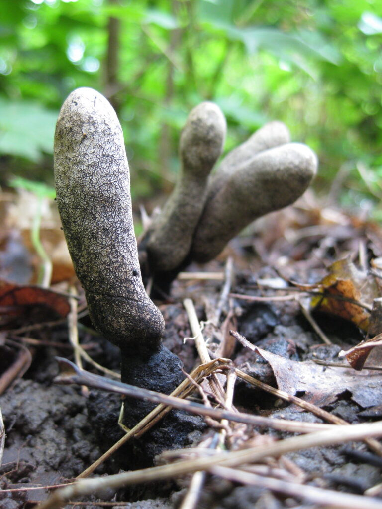 Dead Man’s Fingers