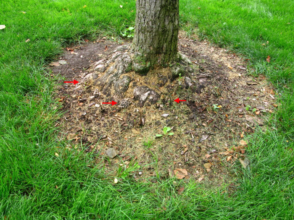 Dead Man’s Fingers