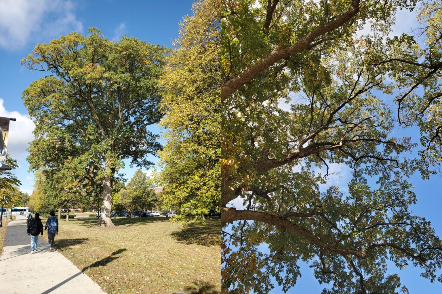 Inonotus Dryadeus – butt and root rot of oaks