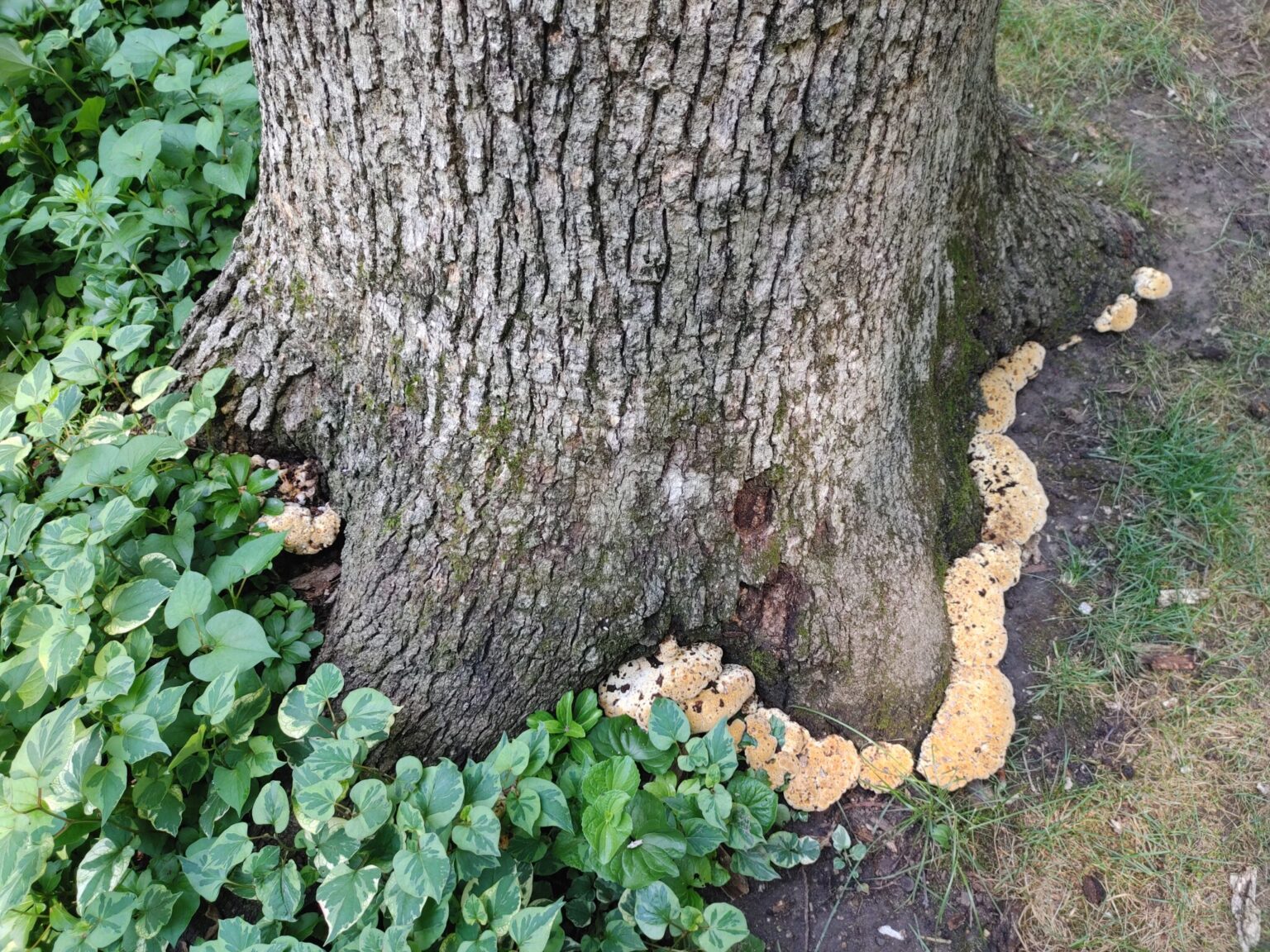 Inonotus Dryadeus – butt and root rot of oaks