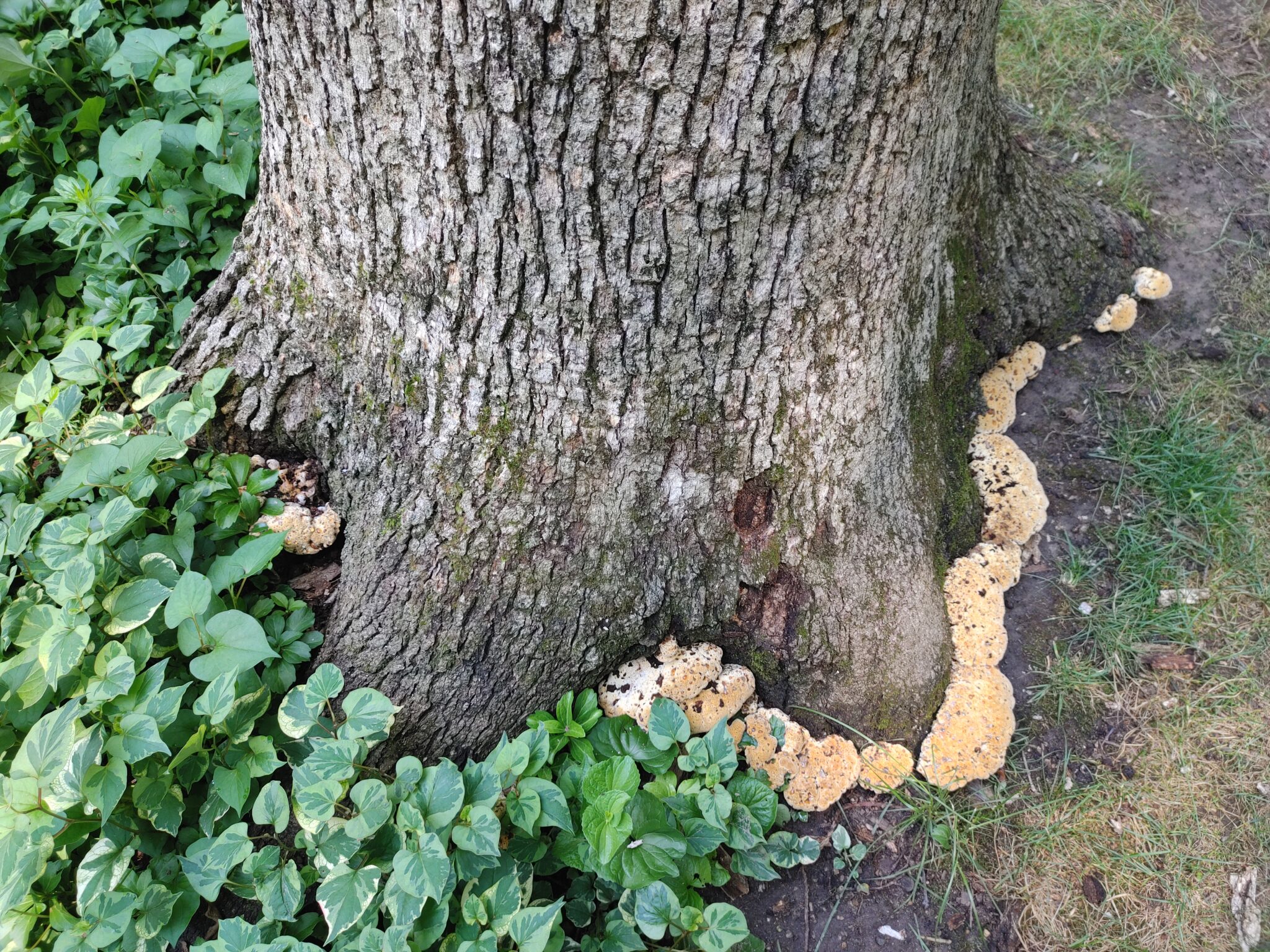 Inonotus Dryadeus – butt and root rot of oaks