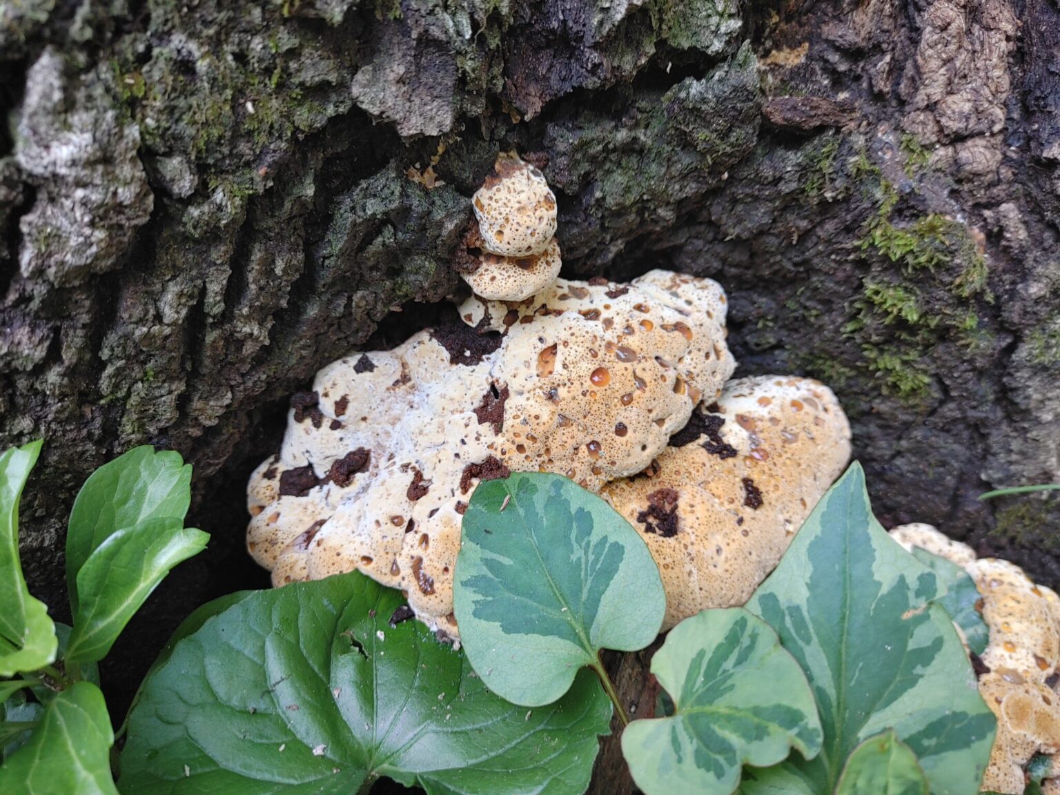 Inonotus Dryadeus – butt and root rot of oaks