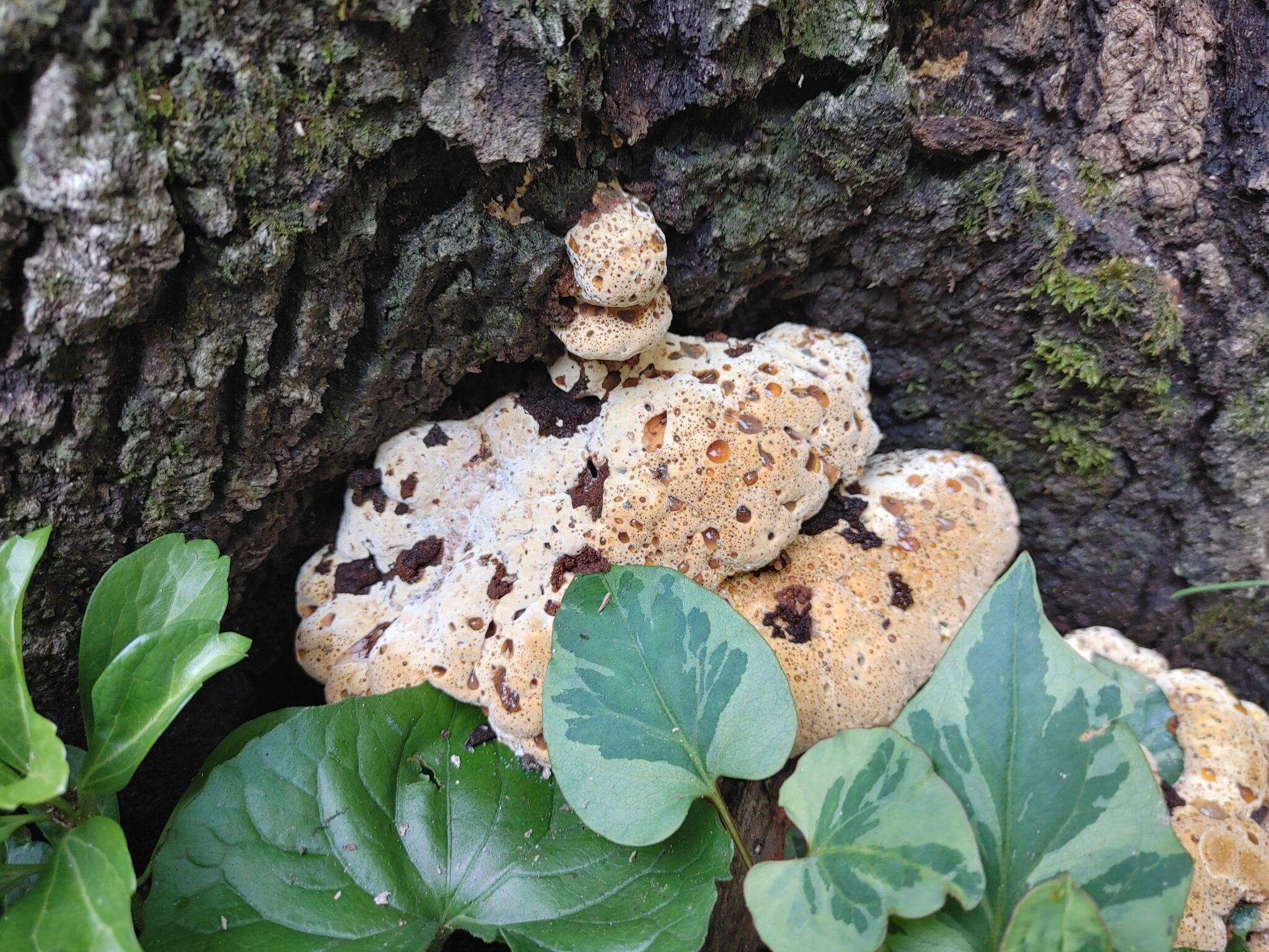 Inonotus Dryadeus – butt and root rot of oaks