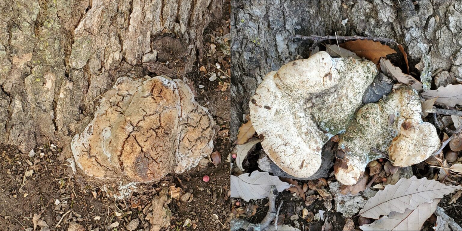 Inonotus Dryadeus – butt and root rot of oaks