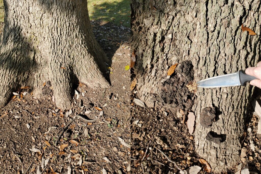 Inonotus Dryadeus – butt and root rot of oaks